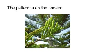 Patterns, Patterns, Everywhere! | PPTX