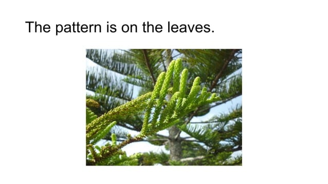 Patterns, Patterns, Everywhere! | PPTX