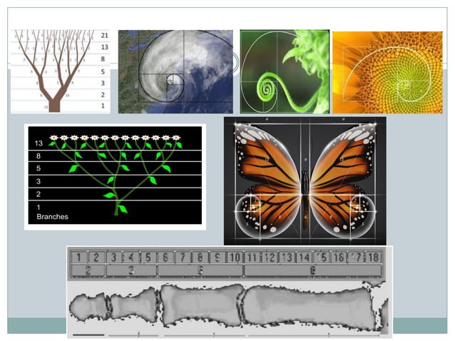 PATTERNS-AND-NUMBERS-IN-NATURE.pdf | Science