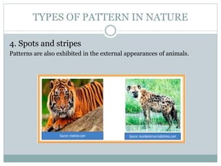 PATTERNS-AND-NUMBERS-IN-NATURE.pdf | Science