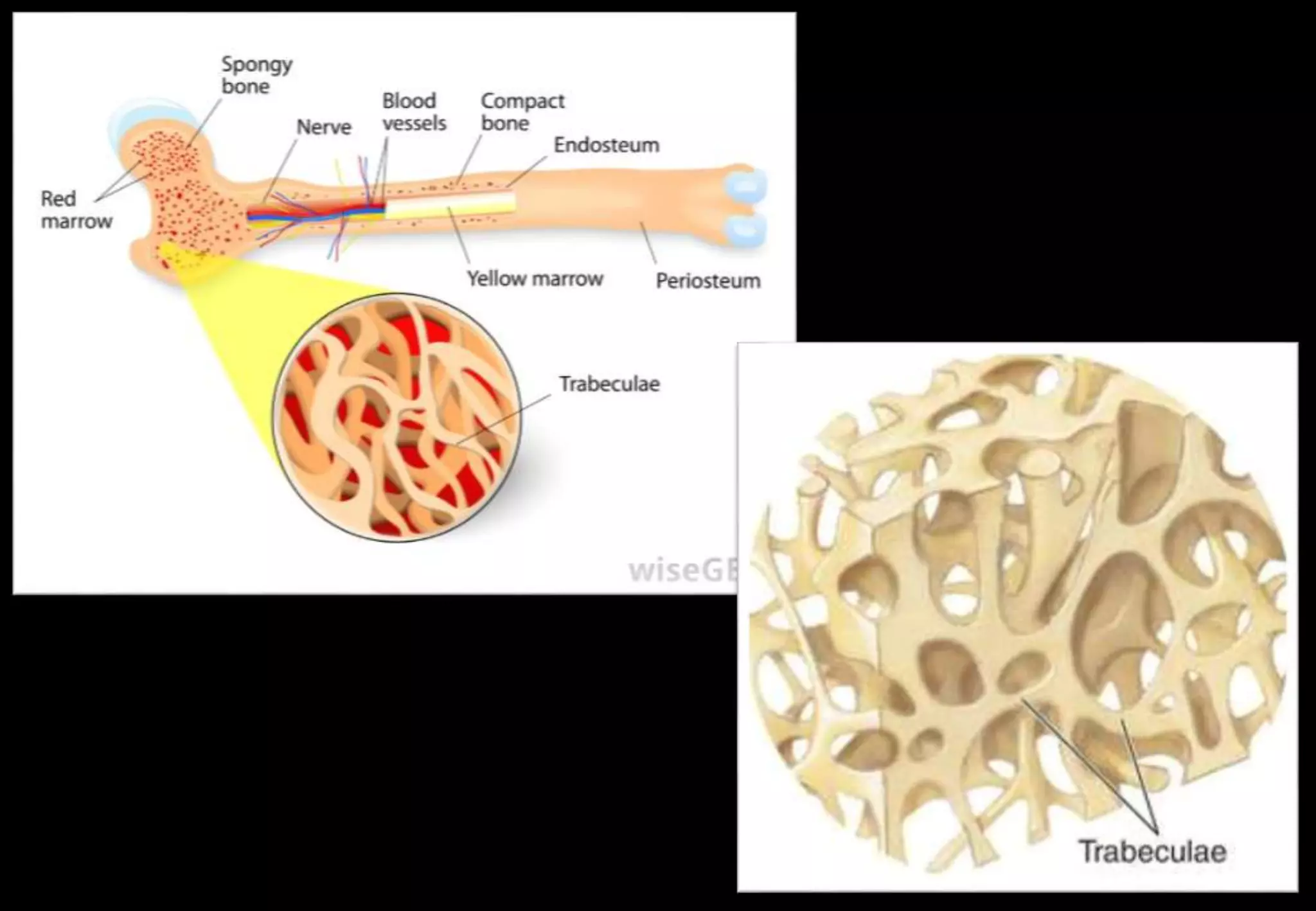 Patterns in histopathology | PPTX