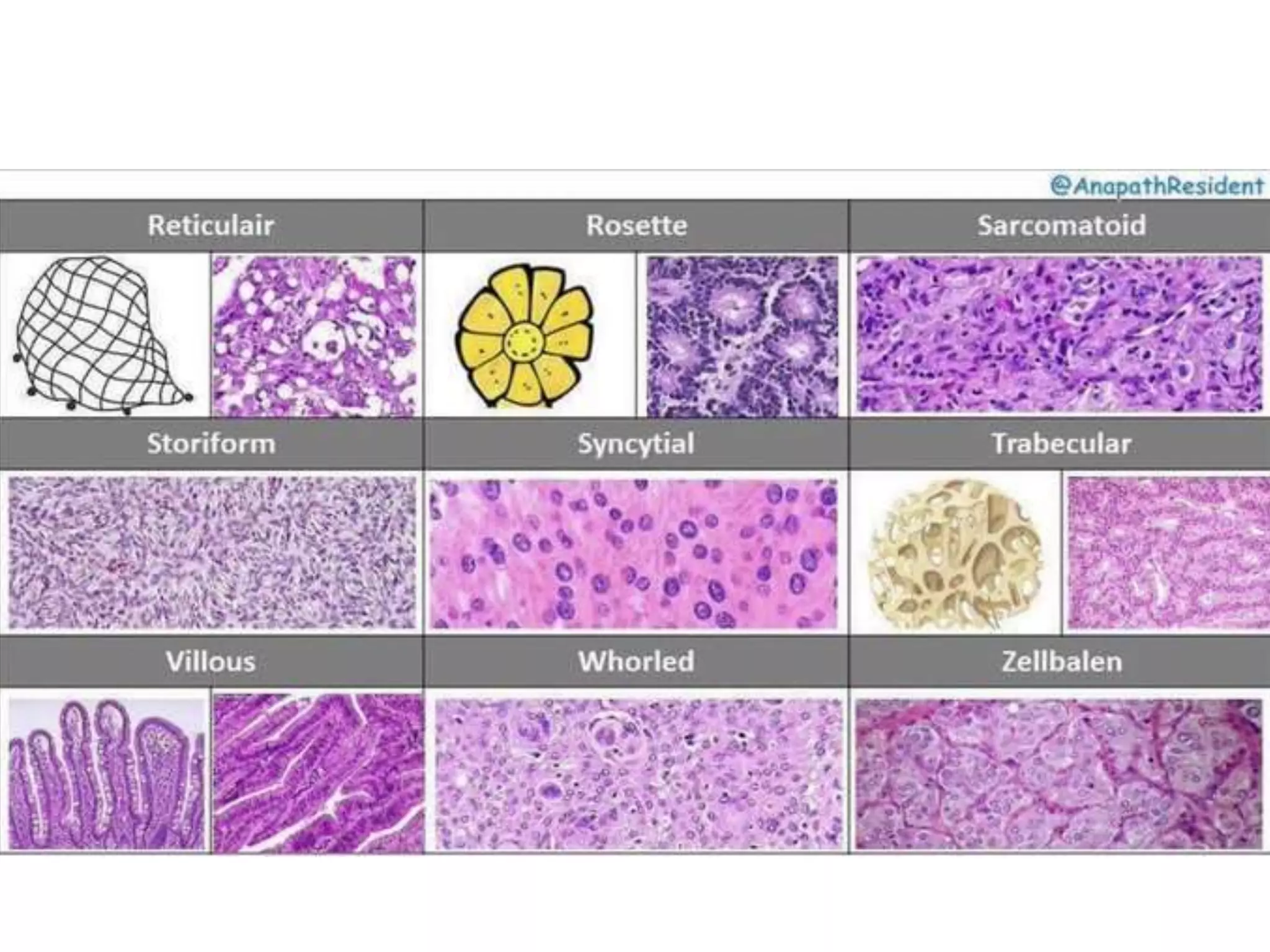 Histopathological Patterns | PPTX