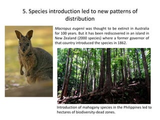 Patterns of biodiveristy | PPTX