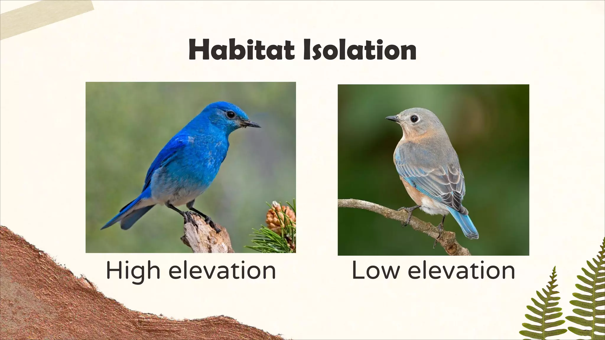 Patterns of Descent with Modification.pdf