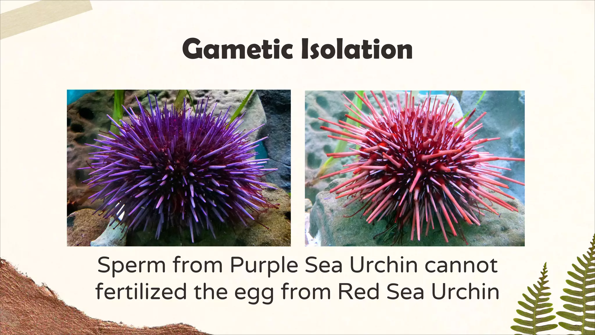 Patterns of Descent with Modification.pdf