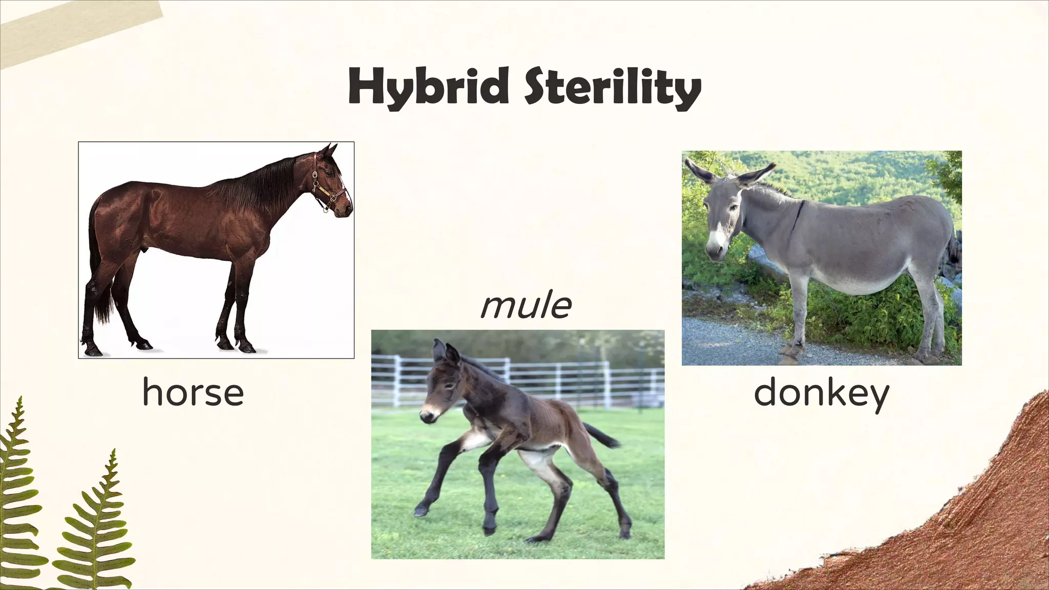 Patterns of Descent with Modification.pdf