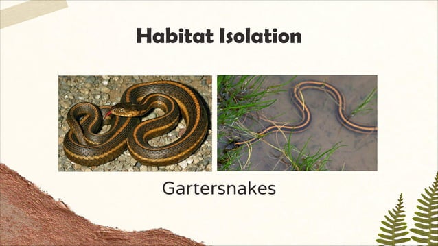 Patterns of Descent with Modification.pdf