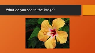 Reading and Writing : Patterns of Development in Writing | PPTX