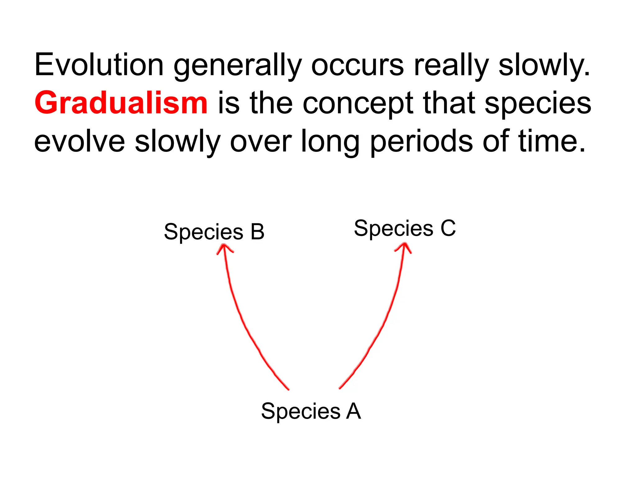 Patterns of Evolution Slides for Canvas Notes.pptx