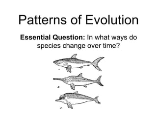 Patterns of Evolution Slides for Canvas Notes.pptx