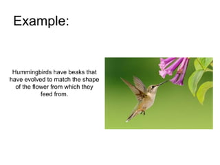 Patterns of Evolution Slides for Canvas Notes.pptx