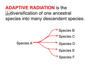 Patterns of Evolution Slides for Canvas Notes.pptx