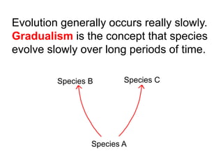Patterns of Evolution Slides for Canvas Notes.pptx