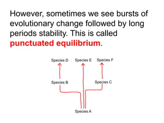 Patterns of Evolution Slides for Canvas Notes.pptx