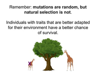 Patterns of Evolution Slides for Canvas Notes.pptx