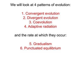 Patterns of Evolution Slides for Canvas Notes.pptx