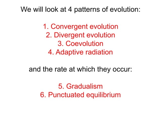 Patterns of Evolution Slides for Canvas Notes.pptx