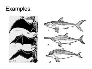 Patterns of Evolution Slides for Canvas Notes.pptx