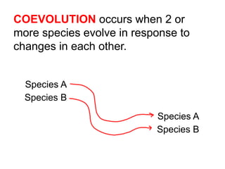 Patterns of Evolution Slides for Canvas Notes.pptx