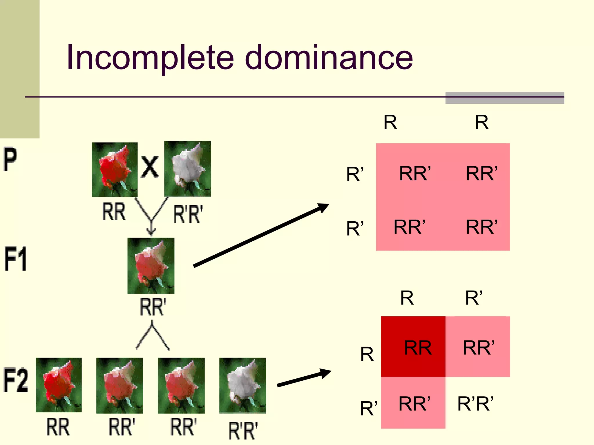 Patterns of heredity and human genetics | PPT