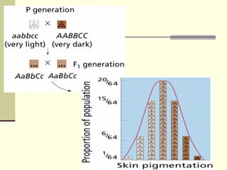 Patterns of heredity and human genetics | PPT