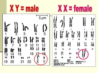 Patterns of heredity and human genetics | PPT