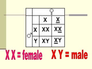 Patterns of heredity and human genetics | PPT