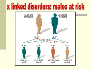Patterns of heredity and human genetics | PPT