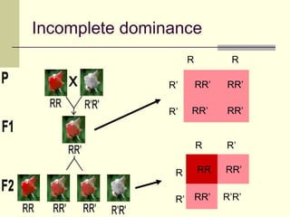 Patterns of heredity and human genetics | PPT