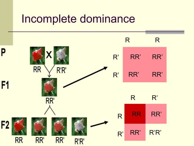 Patterns of heredity and human genetics | PPT