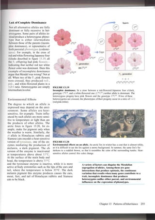 Patterns of inheritance | PDF | Genetics | Science