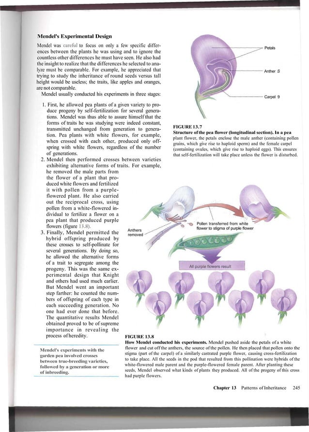 Patterns of inheritance | PDF | Genetics | Science