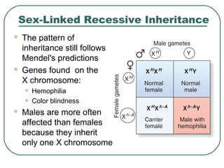 Patterns of Inheritance | PPT