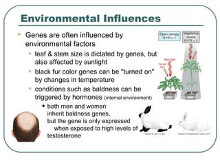 Patterns of Inheritance | PPT