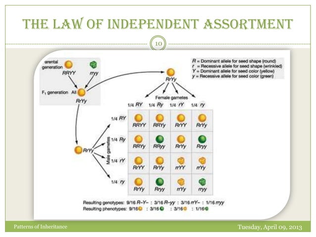 Patterns of inheritance | PPT