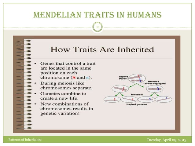Patterns of inheritance | PPT