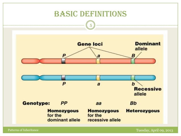 Patterns of inheritance | PPT