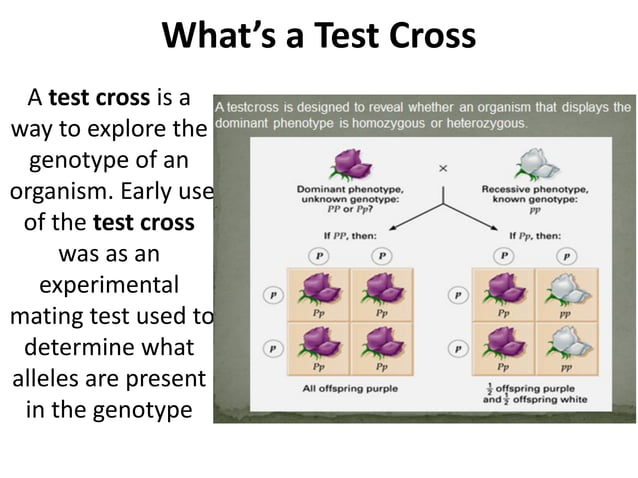 Patterns of Inheritance, Mendelian Genetics | PDF