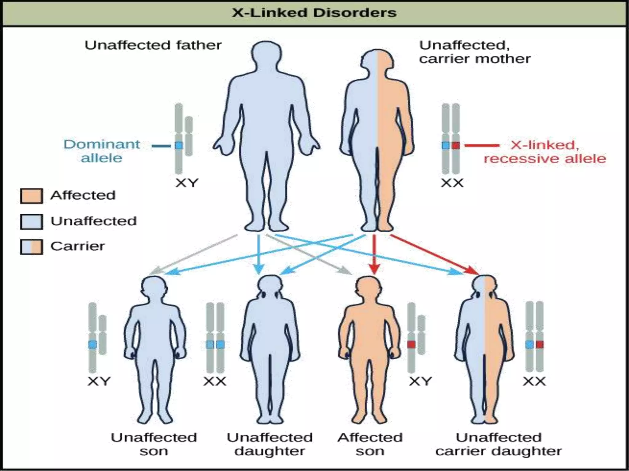 Patterns of Inheritance (Genetics) | PPTX
