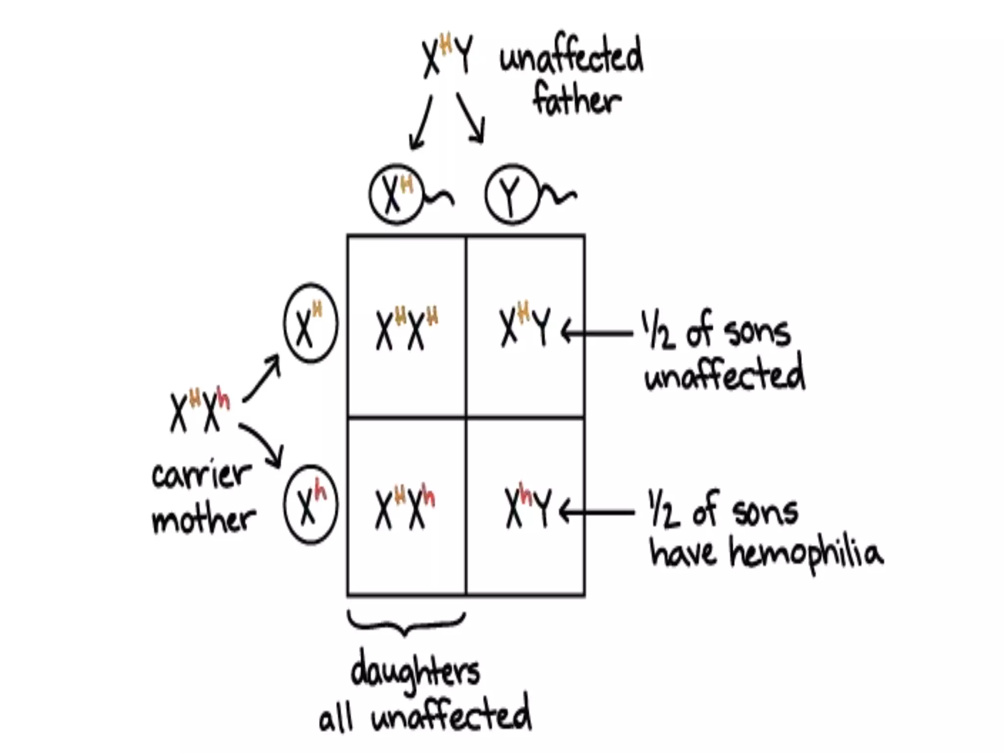 Patterns of Inheritance (Genetics) | PPTX