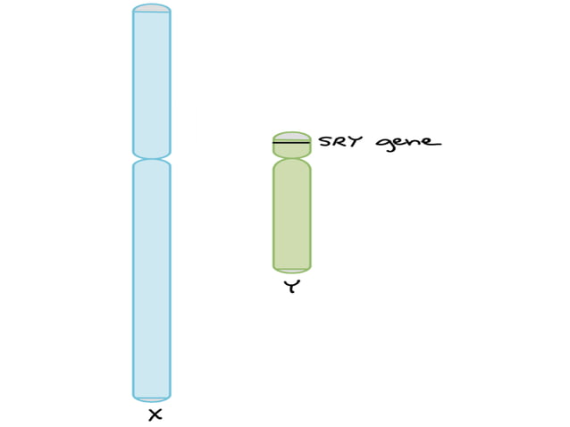 Patterns of Inheritance (Genetics) | PPTX