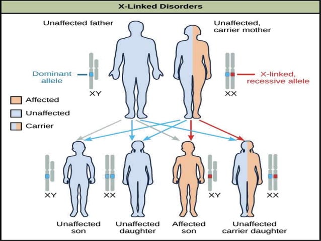 Patterns of Inheritance (Genetics) | PPTX