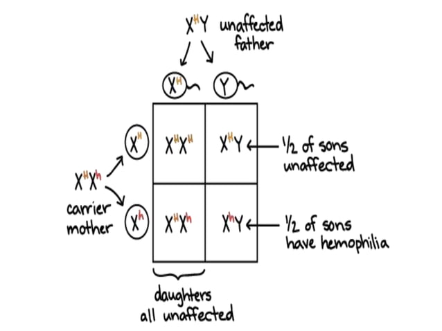 Patterns of Inheritance (Genetics) | PPTX