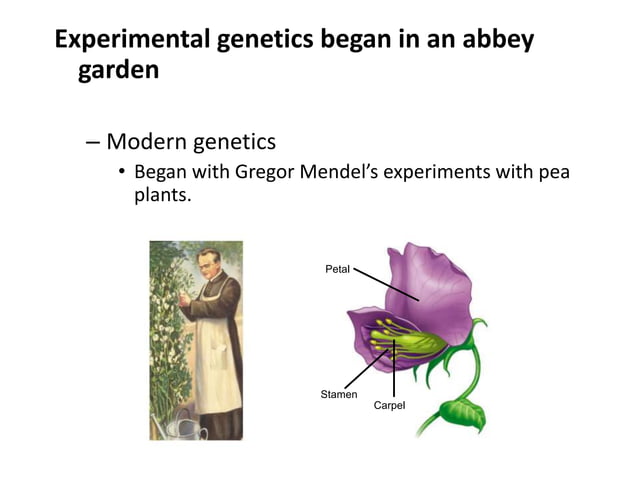Patterns of inheritance mendelian inheritance | PPTX | Gardening | Home ...