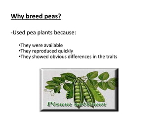 Patterns of inheritance mendelian inheritance | PPTX