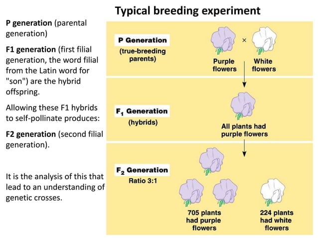 Patterns of inheritance mendelian inheritance | PPTX | Gardening | Home & Garden