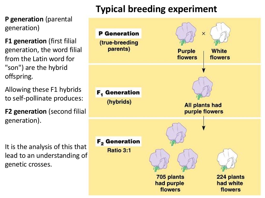 Patterns of inheritance mendelian inheritance
