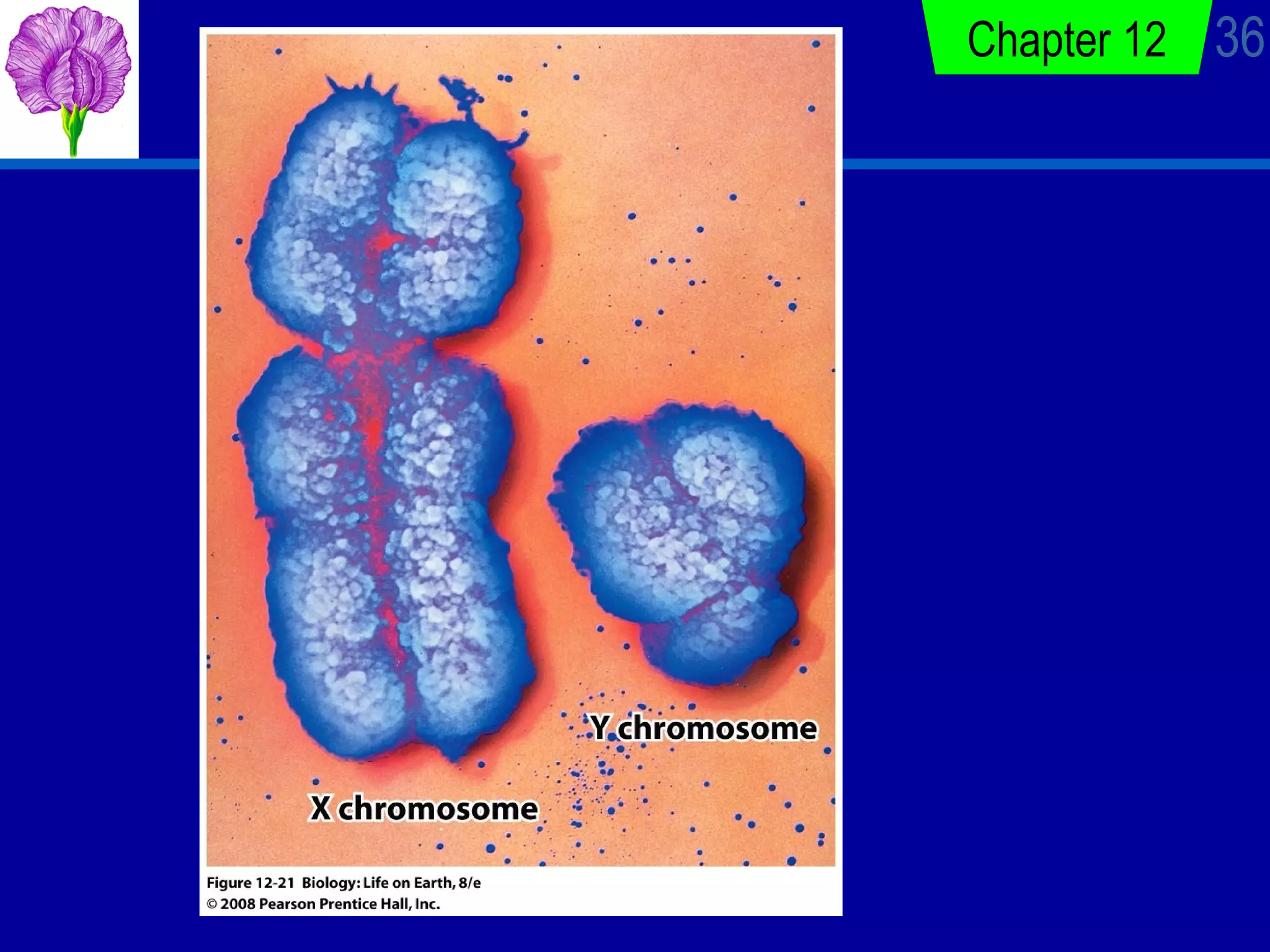Patterns Of Inheritance Modified Ppt 5948