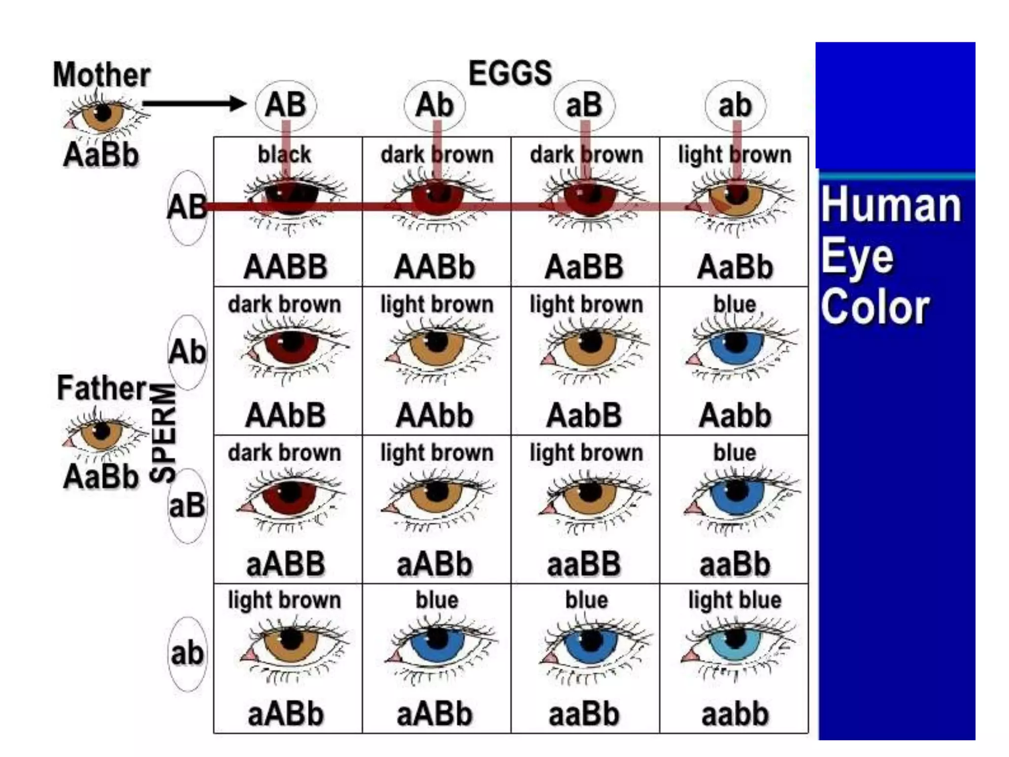Patterns of inheritance non mendelian inheritance | PPTX