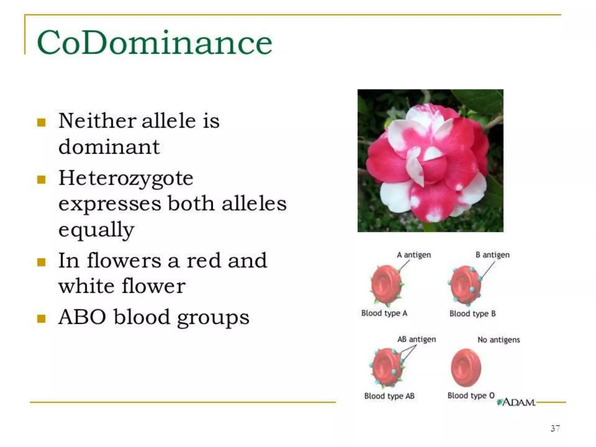 Patterns of inheritance non mendelian inheritance | PPTX